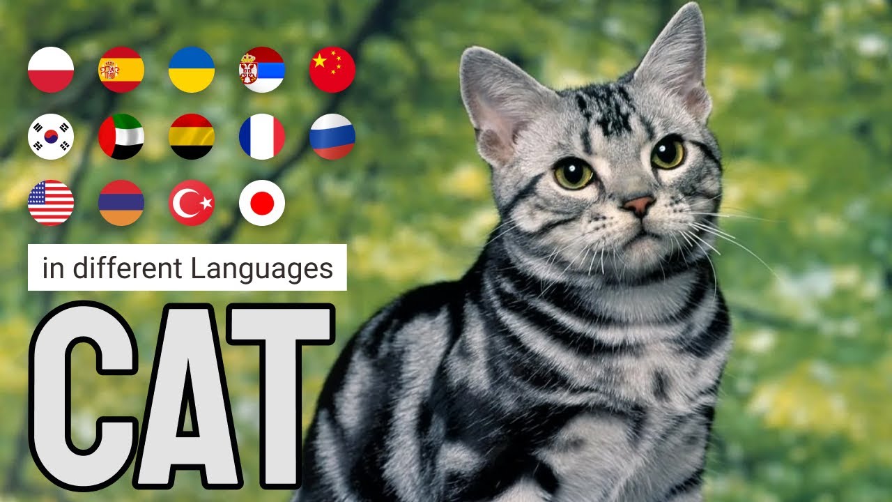 Cat In Different Languages Meme YouTube cat-in-different-languages-meme-youtube