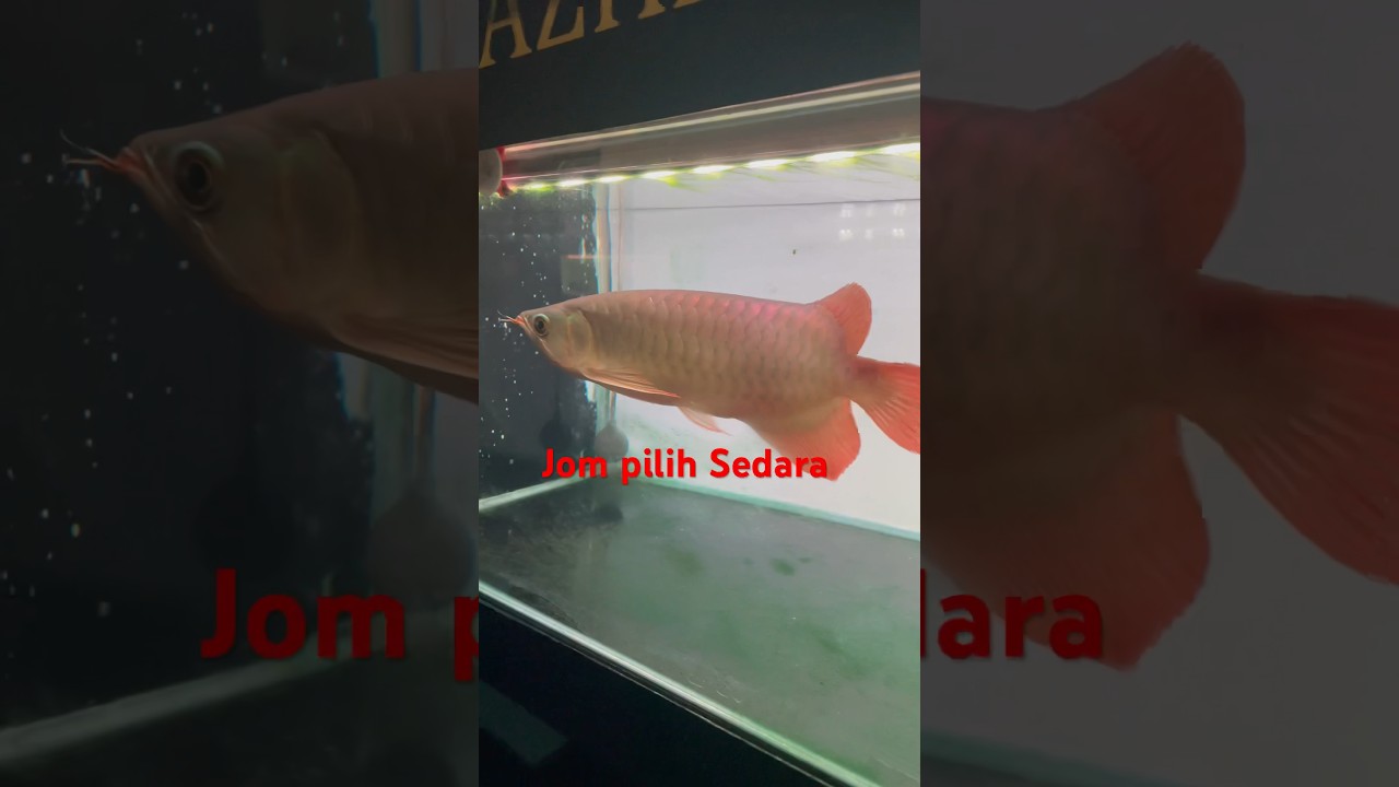 Super red Sepauk arowana 1 feet Jom pilih Sedara #azhardamia - YouTube
