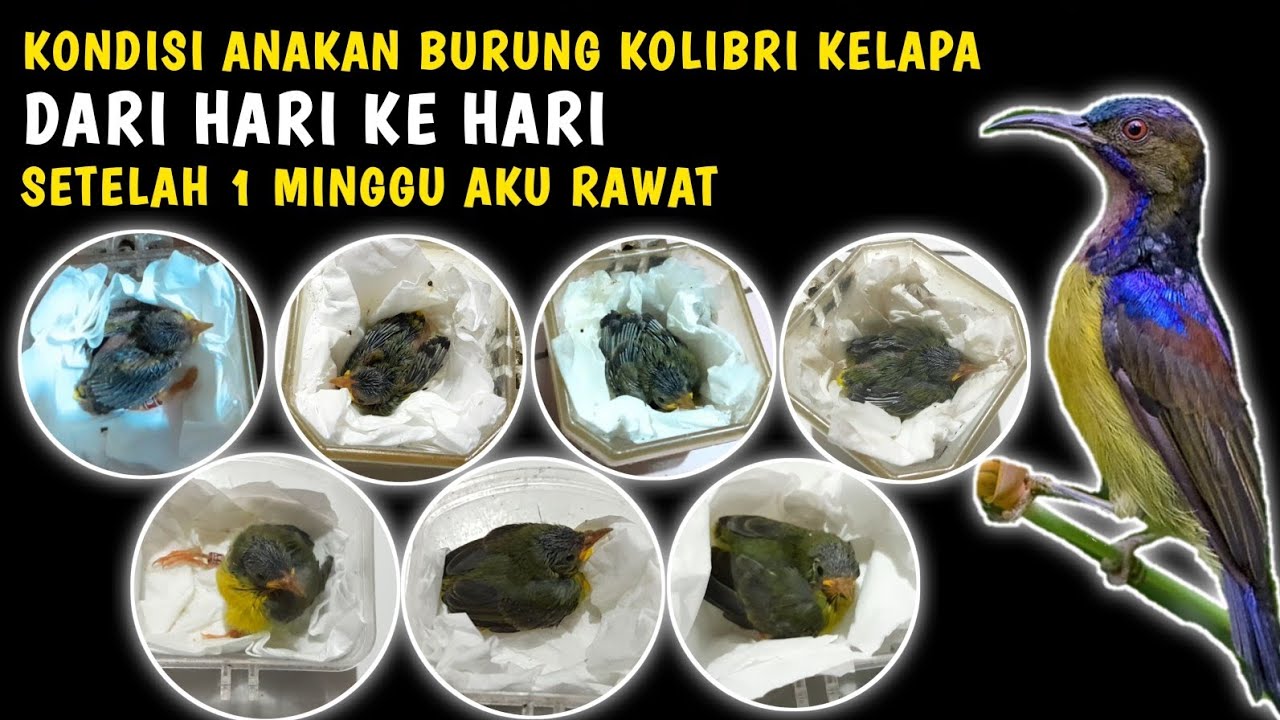 TIME LAPSE // PERTUMBUHAN ANAKAN BURUNG KOLIBRI KELAPA SELAMA SATU ...