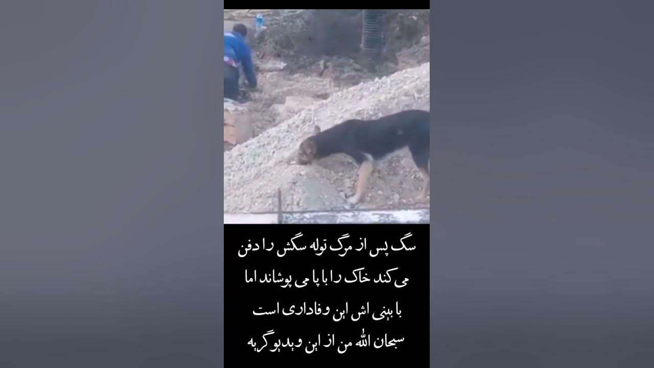 کلیپ بسیار پند آموز از سگی که توله خودش را دفن می‌کند هزاران بار به بزرگی خداوند پی میبریم🕋☝🙏😔