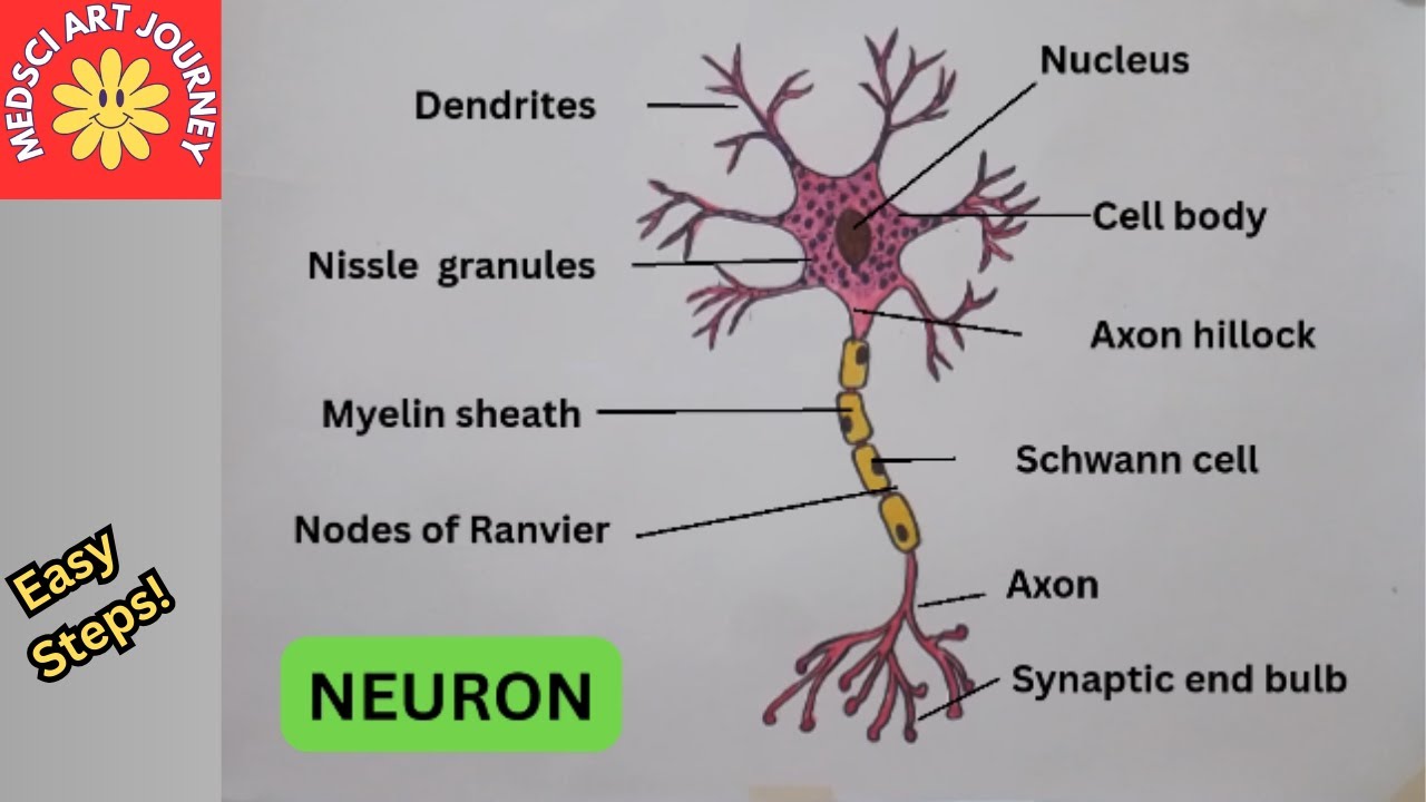 How to Draw Neuron Structure | Easy Science / Biology Diagram for ...