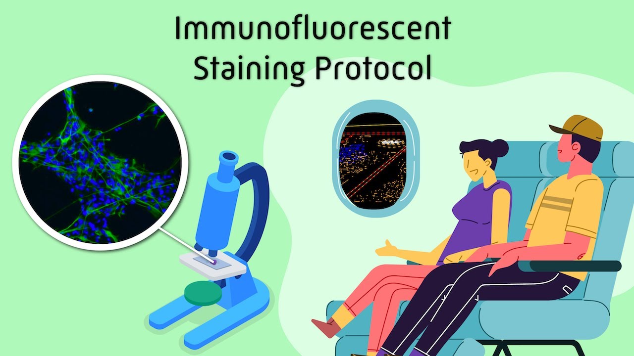 Immunofluorescent Staining Protocol - YouTube