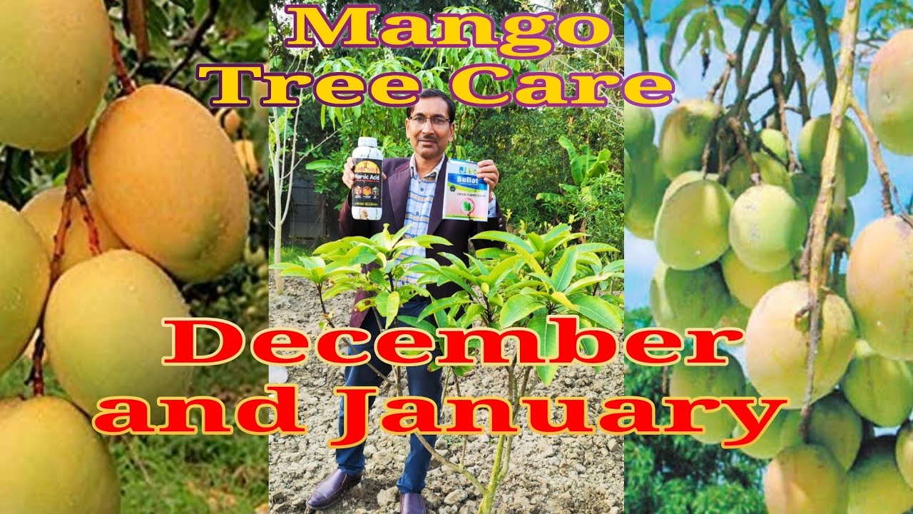 Mango tree care and application of Fertilizer in the months of December ...