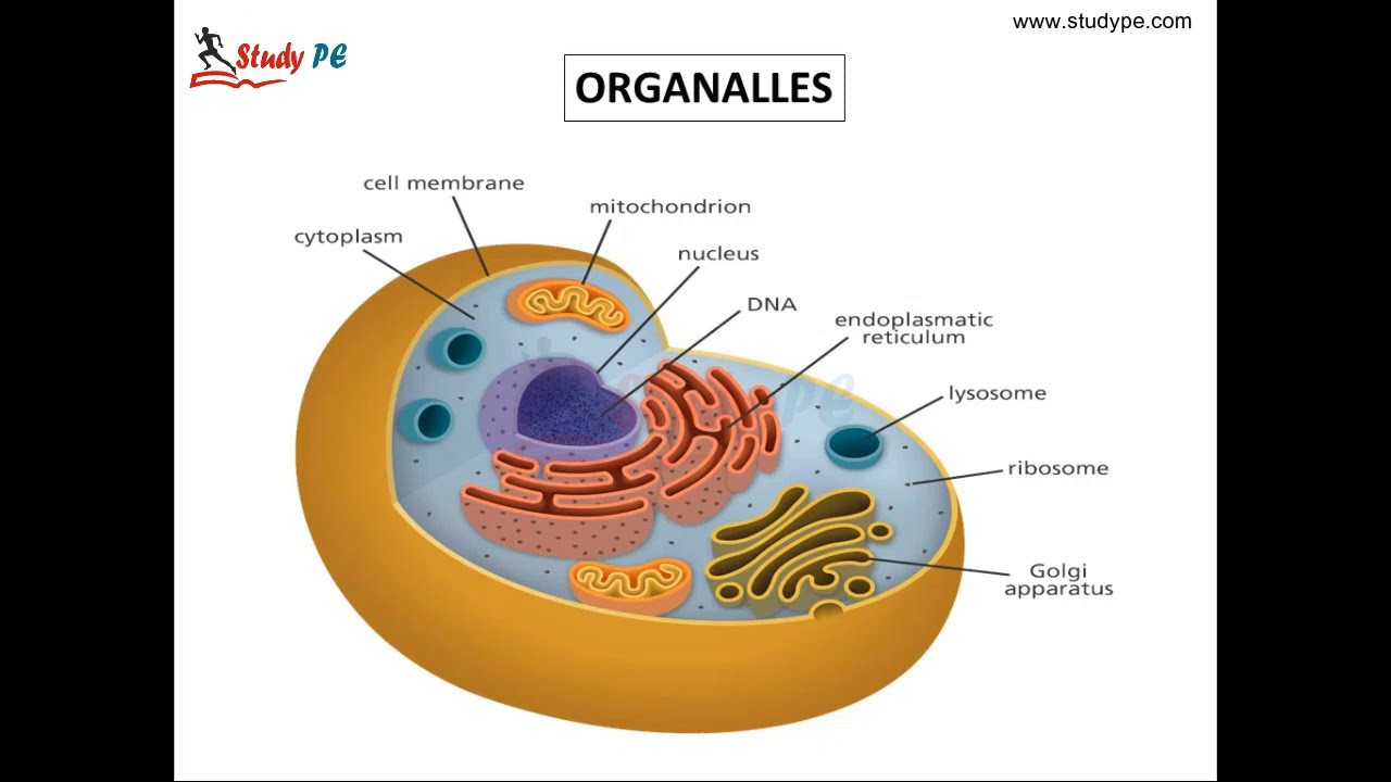 Fundamentals Of Anatomy Physiology YouTube Fundamentals Of Anatomy Physiology YouTube