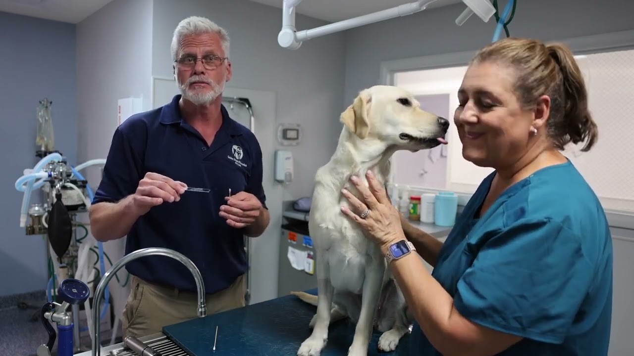 Vet's Corner: Ear Exam - YouTube