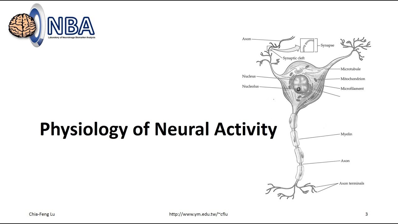 [2019.02.26 Lesson2-session1]Physiology of Neural Activity - YouTube