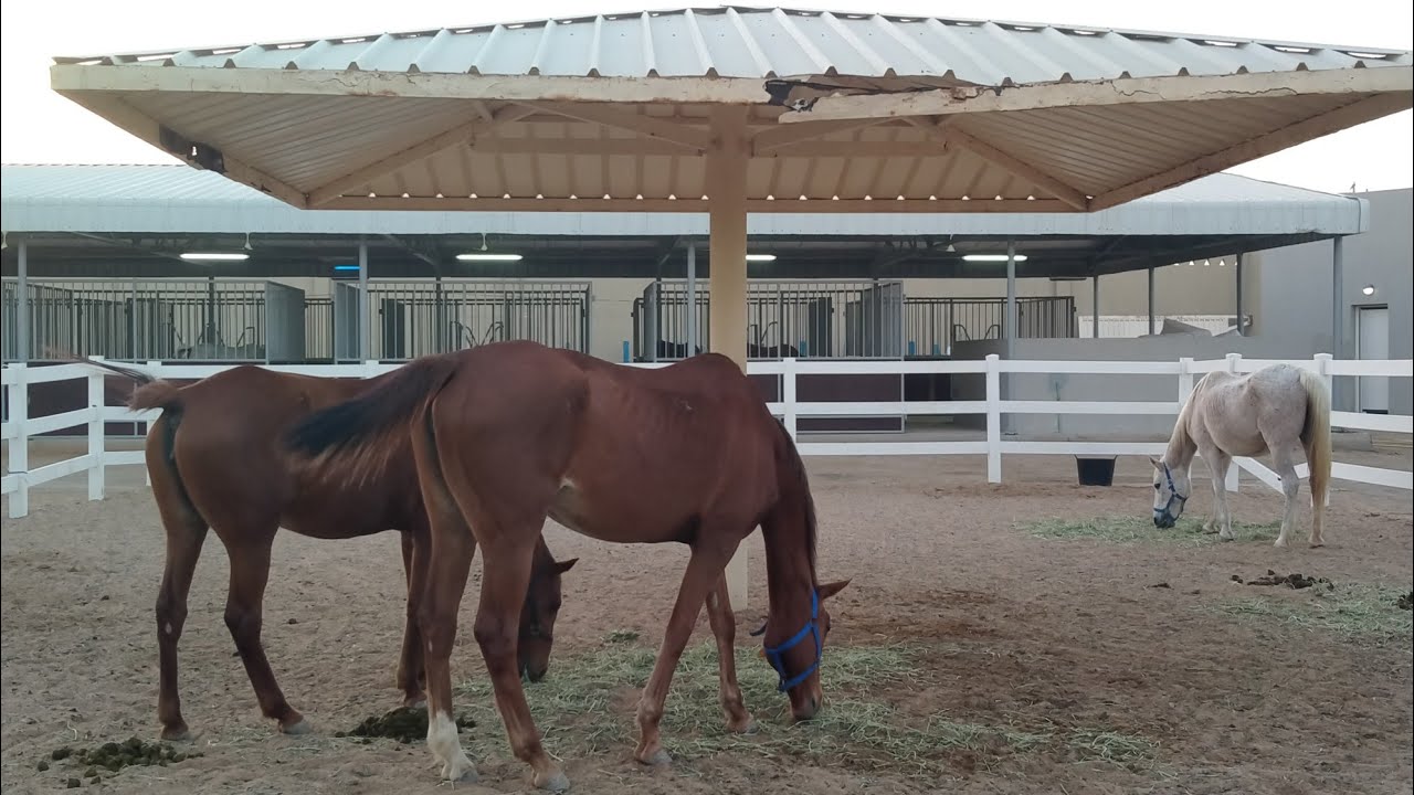 Horse Feeding in Emirates International Endurance Village Abu Dhabi ...