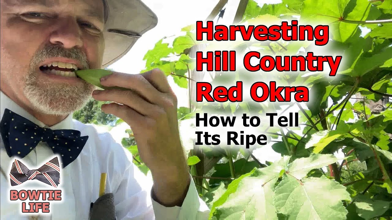 Harvest Large Hill Country Red Okra from the Garden. Will Plants Grow ...