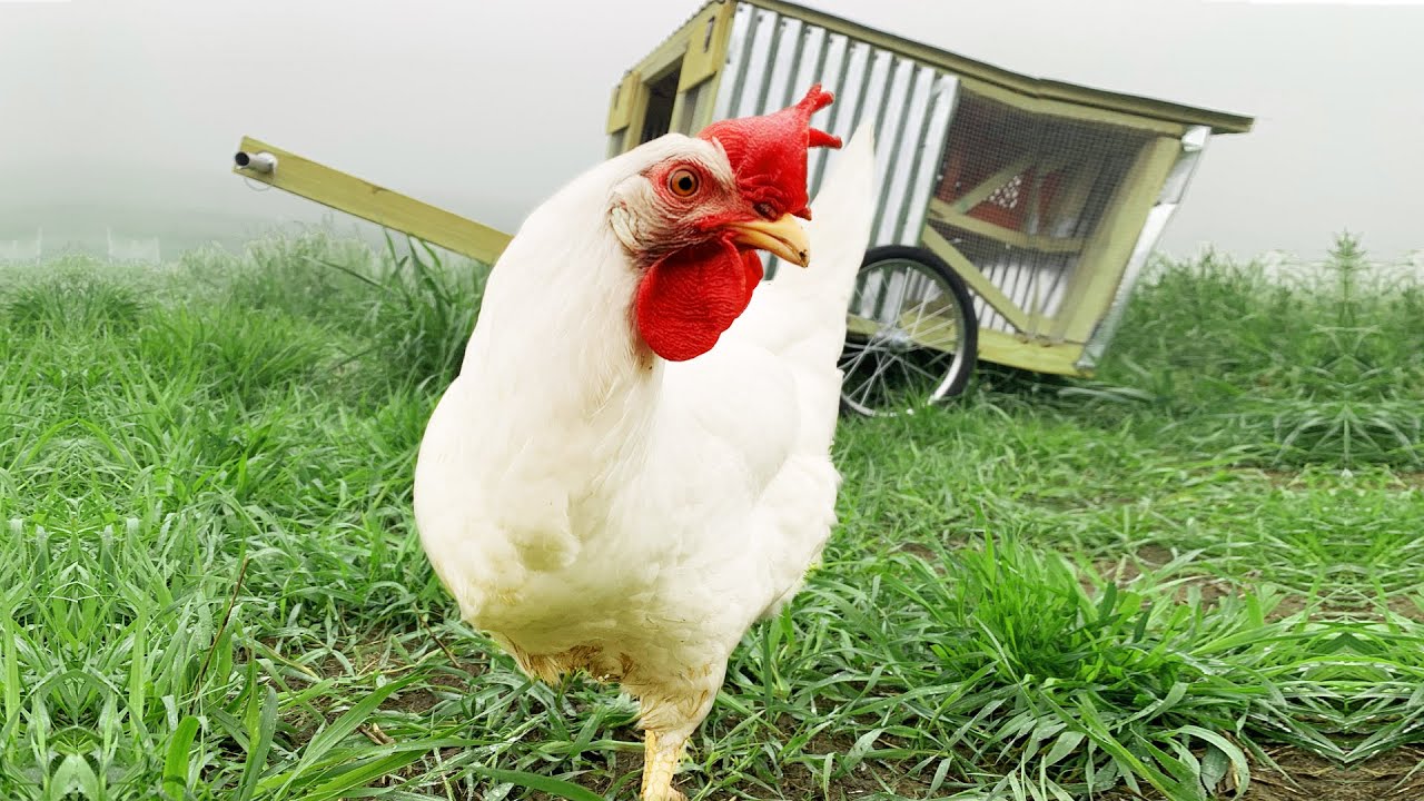 The Internet's Best Mobile Chicken Coop (And I can't believe we just ...