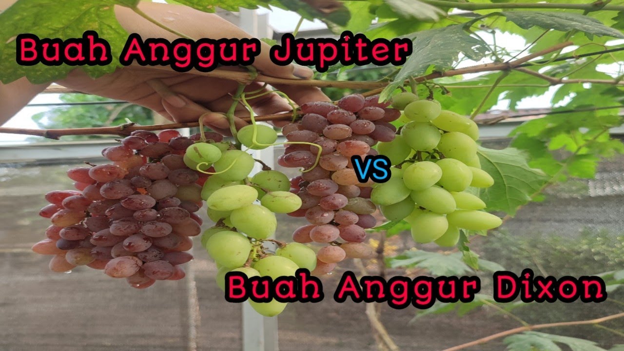 Perbandingan Buah Anggur Jupiter & Anggur Dixon - YouTube
