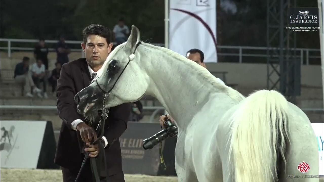 The Elite Egyptian Arabian Horse Championship 2023 CLASS 5A - YouTube