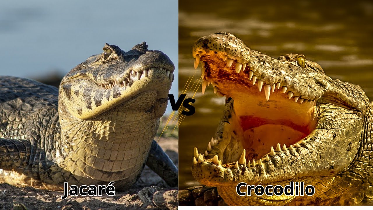 Qual a Diferença Entre Jacaré e Crocodilo - YouTube