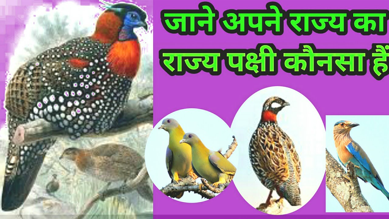 State birds of all the states of India| Rajaya Pakshi| भारत के सभी ...