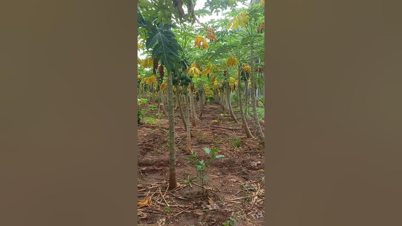 24 November 2024 , #papaya #fruit #agriculture - YouTube