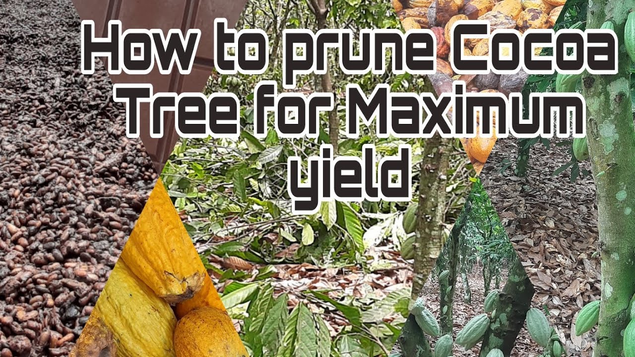 Pruning cocoa tree / Cocoa EP1 / How to increase COCOA yield #pruning # ...