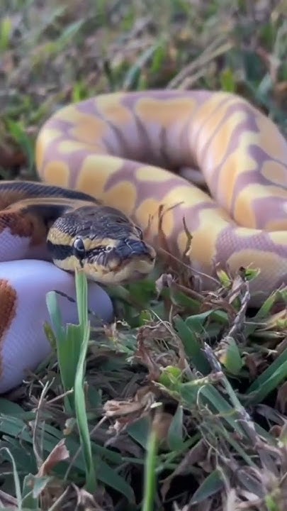 Pretty ball pythons - YouTube