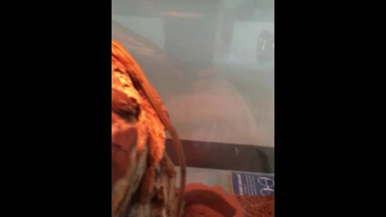 Lizzy Youtube