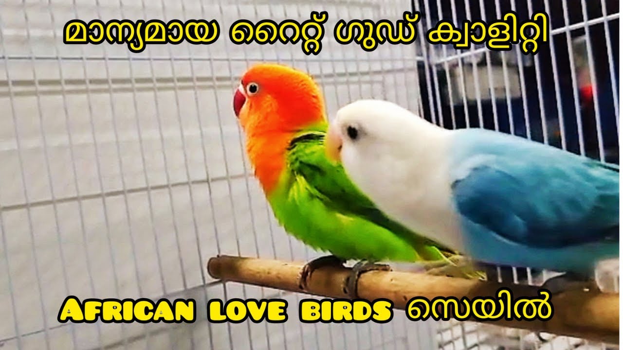 African Love Birds birds african-love-birds-birds