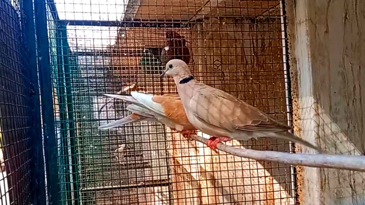 So Nice Beautiful White Doves Video | Amazing Dove Wildlife In Africa ...