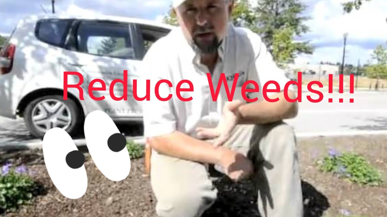 Weed Reduction Strategy - YouTube
