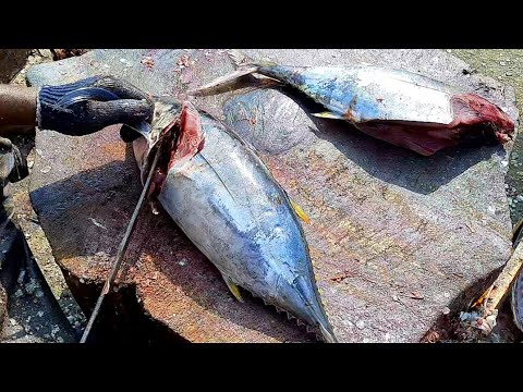 Baby Tuna/Kera Meen/ Fish Cutting And Chopping - YouTube