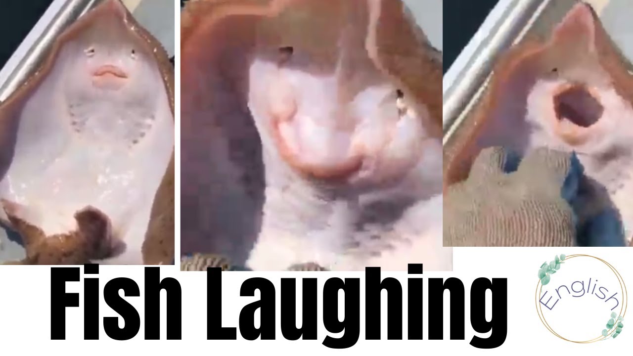 Fish LAUGHING | TICKLING A FISH | FISH SMILING on TICKLING - YouTube