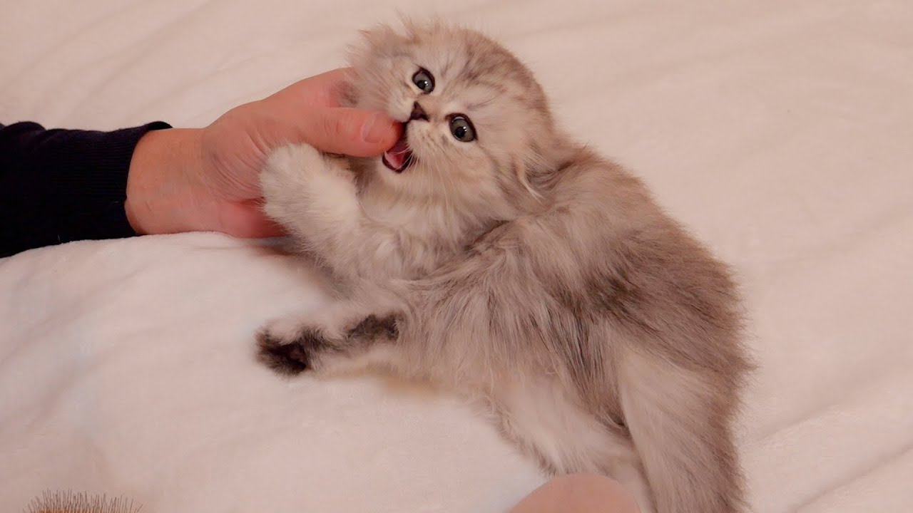 The kitten desperately resisting being brushed was so cute! - YouTube