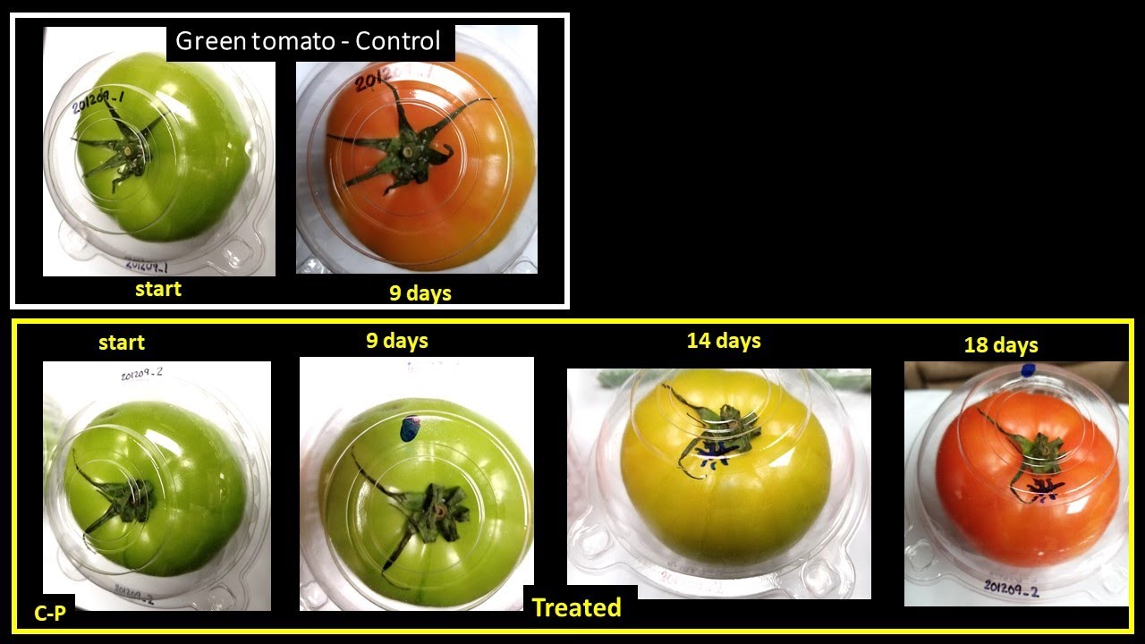 Food shelf life extenders - YouTube