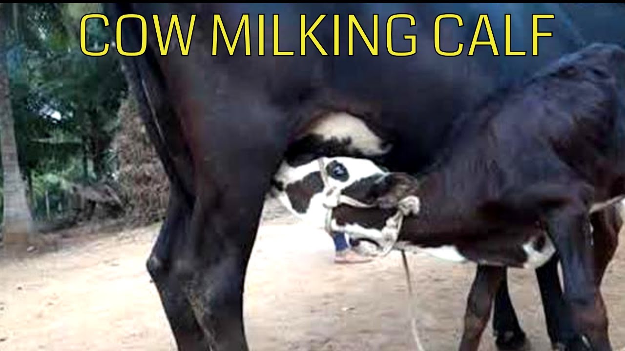 Cow Giving Milk To Calf