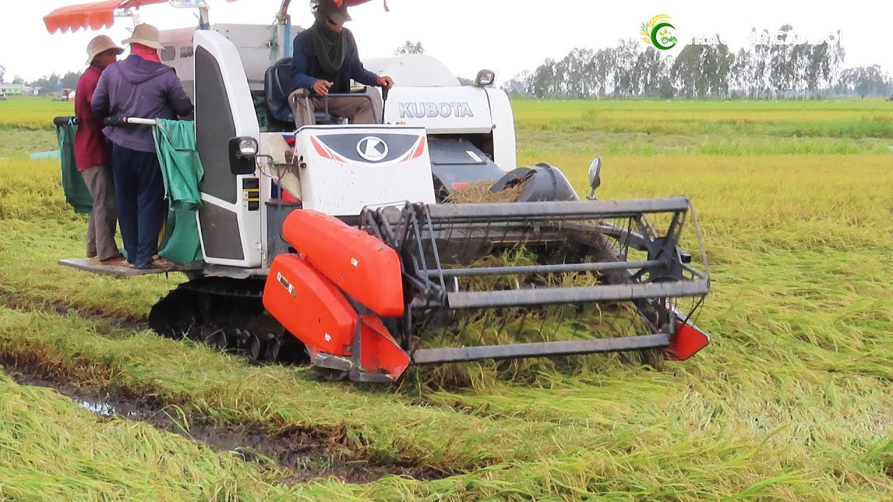 Kubota DC 70 Rice Harvester Working Machine | Rice Cutting Machine In ...