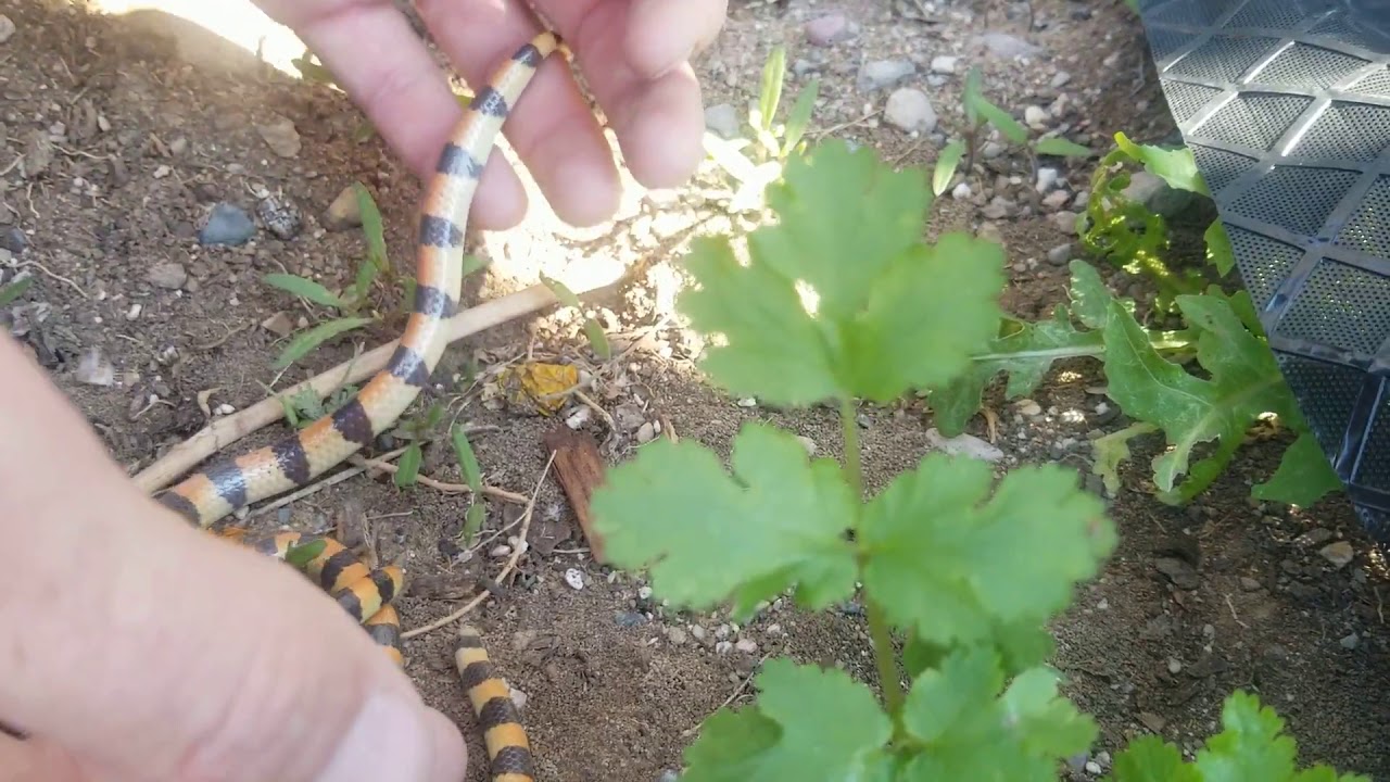 Sand snakes Arizona - YouTube