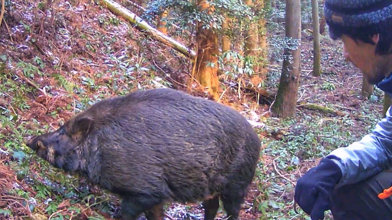 Wild Boar in Japan! Trail Cam (WOSODA G300) - YouTube