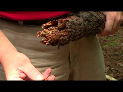 Will Termites Eat Western Red Cedar