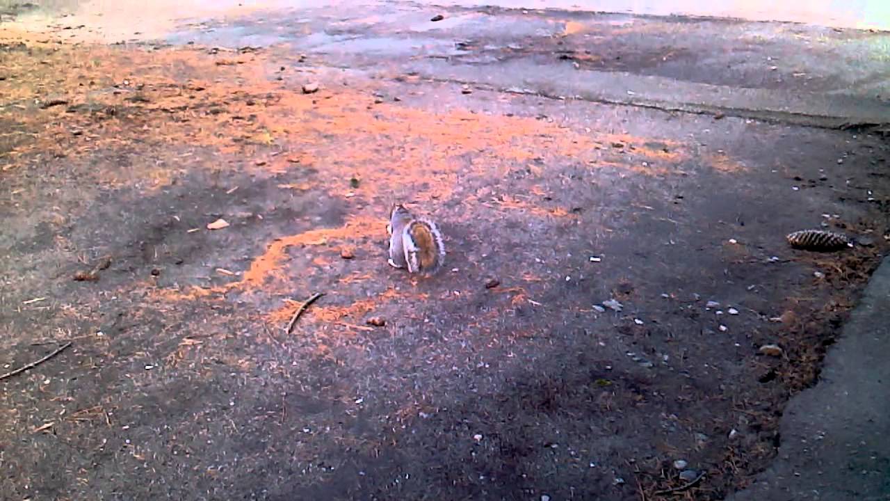 NICKY WEDNESDAY - YouTube