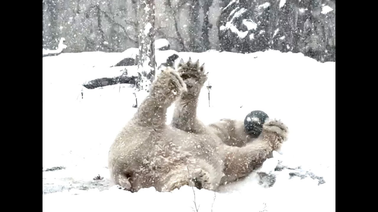 Brookfield Zoo Animals Delight in Chicago's First Snow of the Season ...
