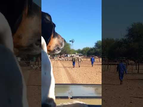Working sheep in the Kalahari - YouTube