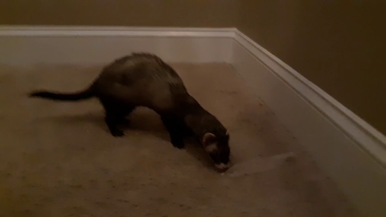 bandit my cute ferret 2 - YouTube