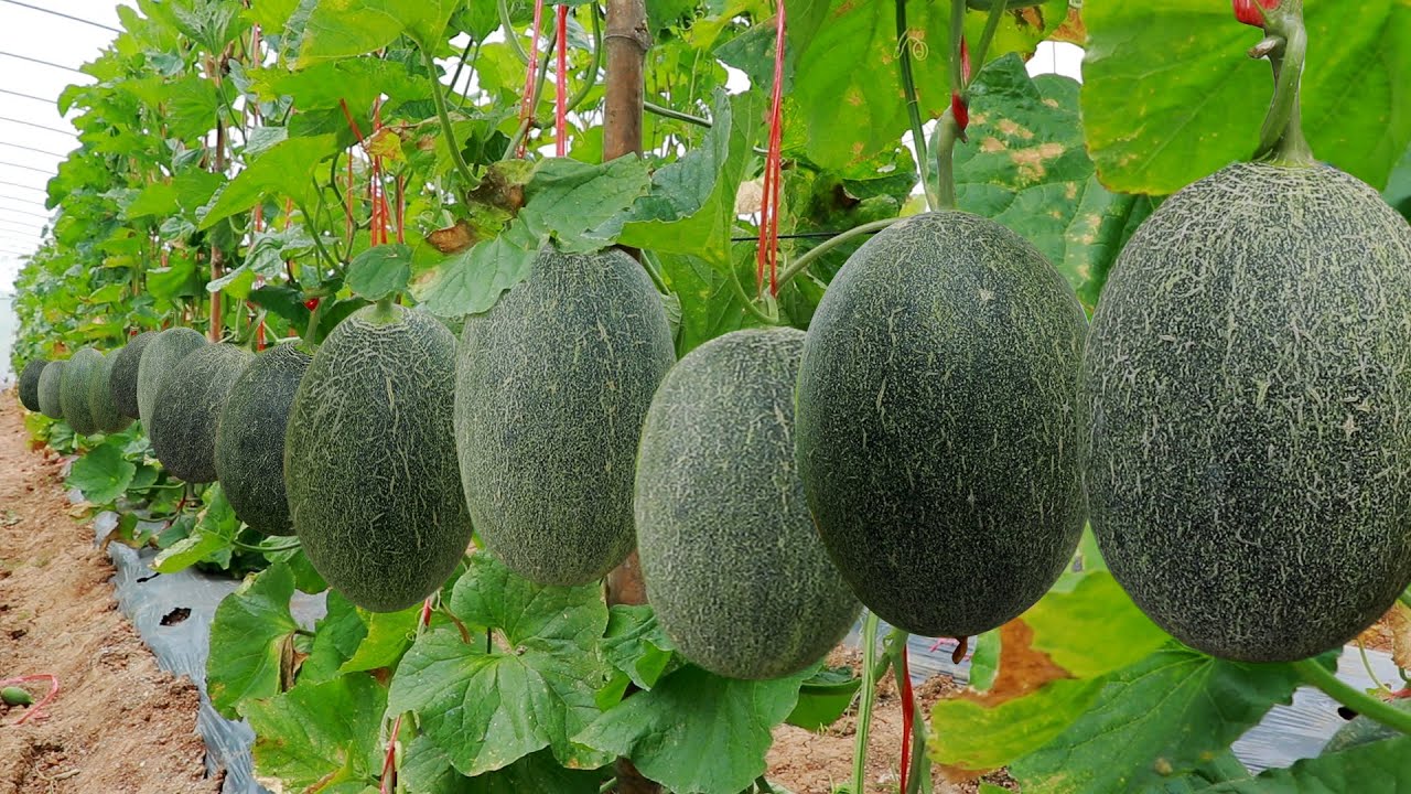 How To Grow Huge Melon From Seed - Agriculture Technology - YouTube