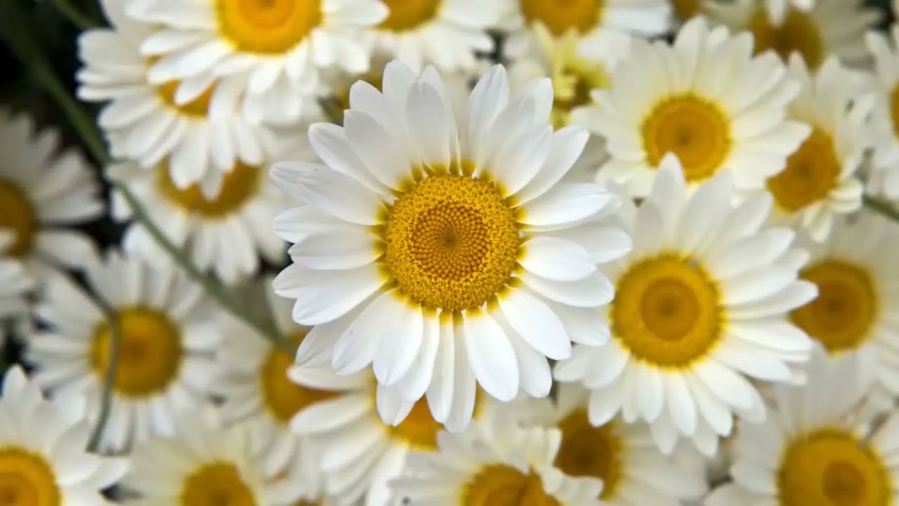 Once There Was A Love by Jose Feliciano...with Lyrics - YouTube