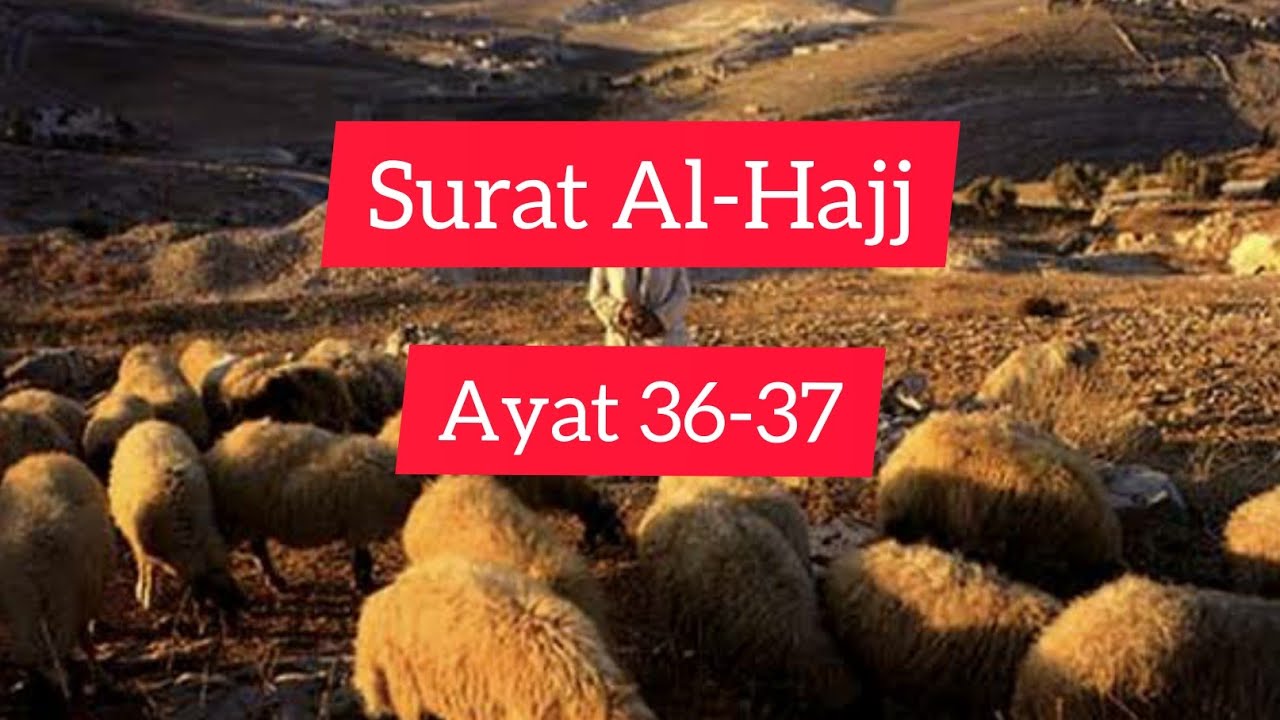 Surat Al-Hajj Ayat 36-37 Syeikh Abdul Fattah Barakat. - YouTube