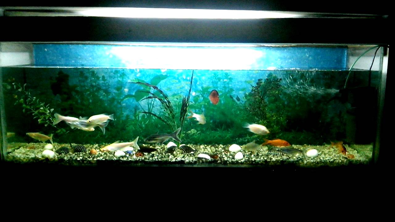 Aquarium like sea view - YouTube