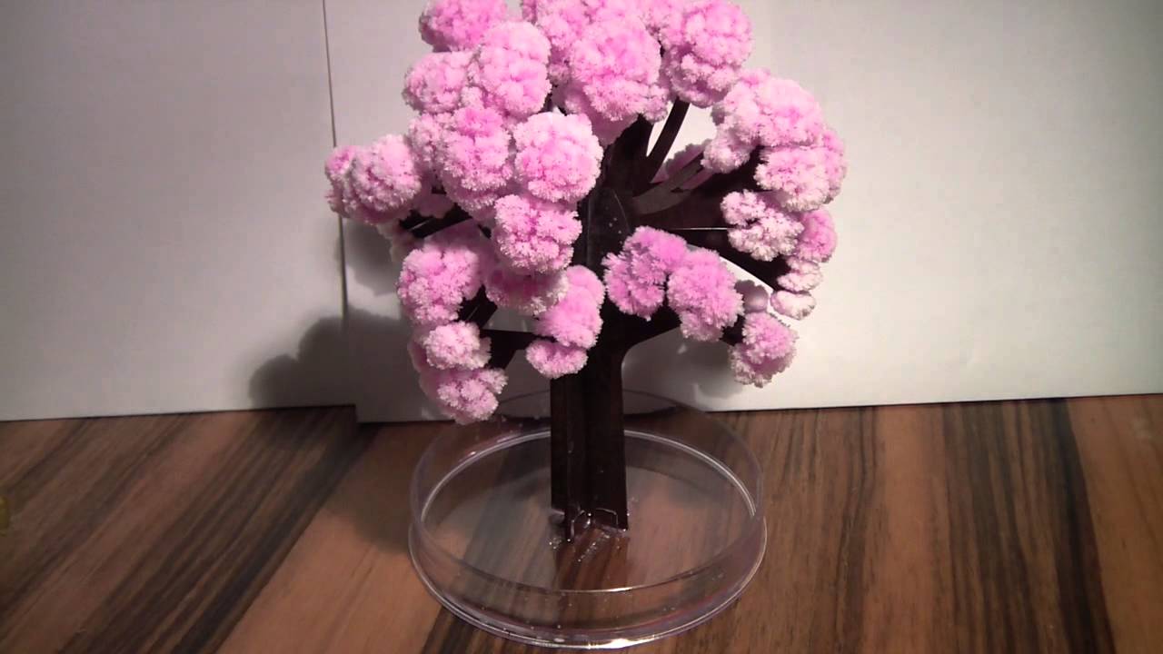Magic Sakura Timelapse - YouTube