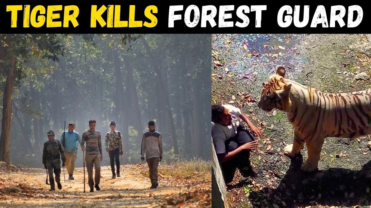 Tiger kills Forest Guard in Ranthambore National Park | Tiger Attack ...