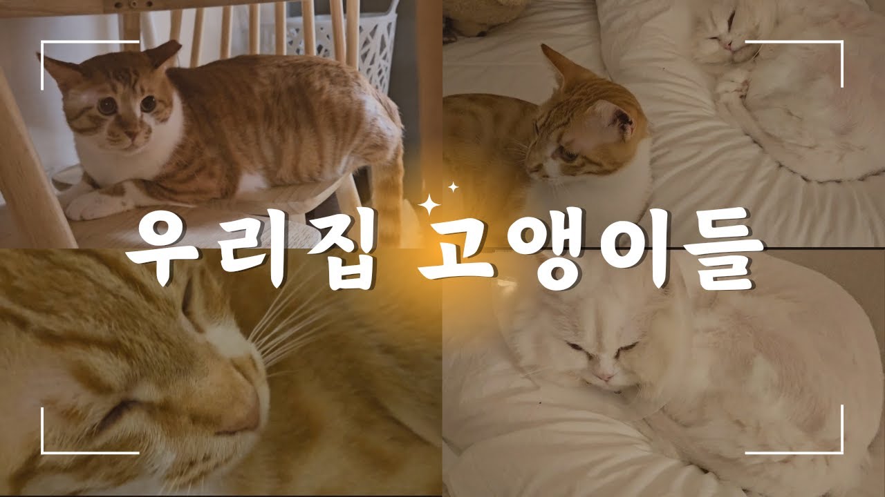 Vlog 고양이와 같이 사는 일상 고양이 소개하기 고양이 자랑하기 Youtube