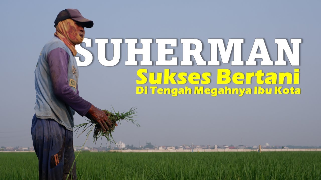 Kisah Suherman, Petani Sukses di Jakarta - YouTube