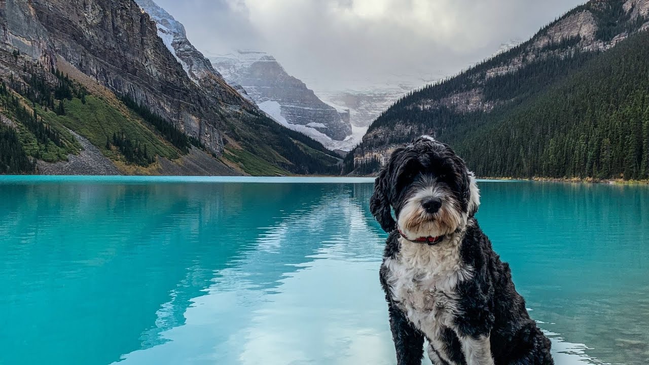 How to Train a Portuguese Water Dog for Water Search and Rescue - YouTube