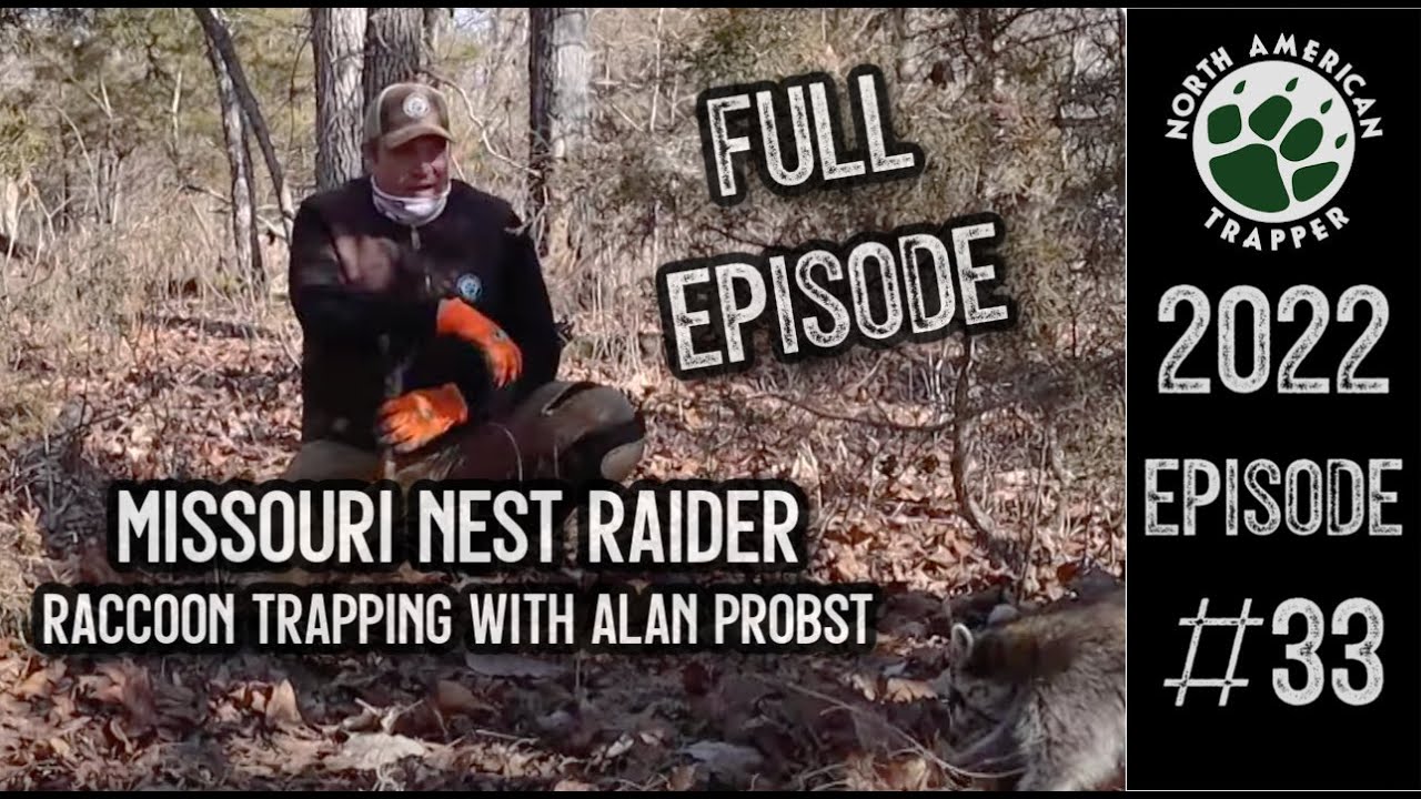 2022 Episode #33 ~ Missouri Nest Raider Raccoon Trapping with Alan ...
