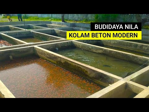 MODAL KECIL UNTUNG JUTAAN! CARA BUDIDAYA IKAN NILA DI KOLAM BETON MODERN