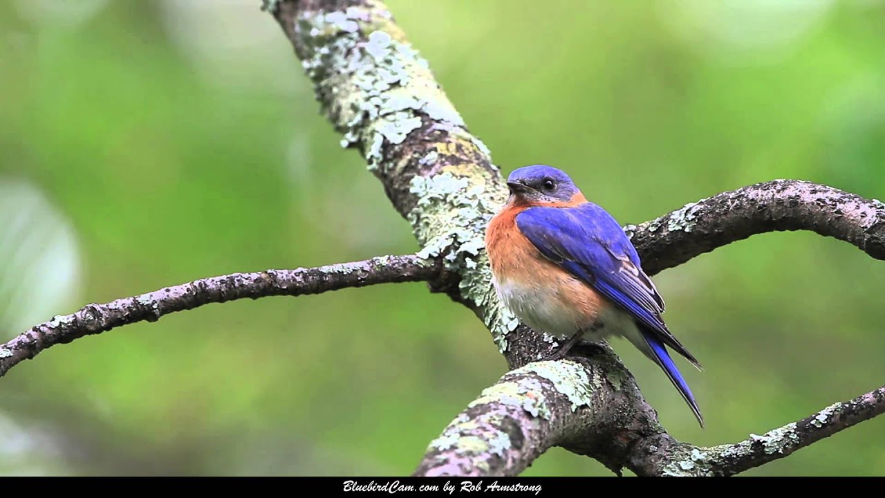 Bluebird Video by Rob Armstrong and Bluebird Cam (#25) - YouTube
