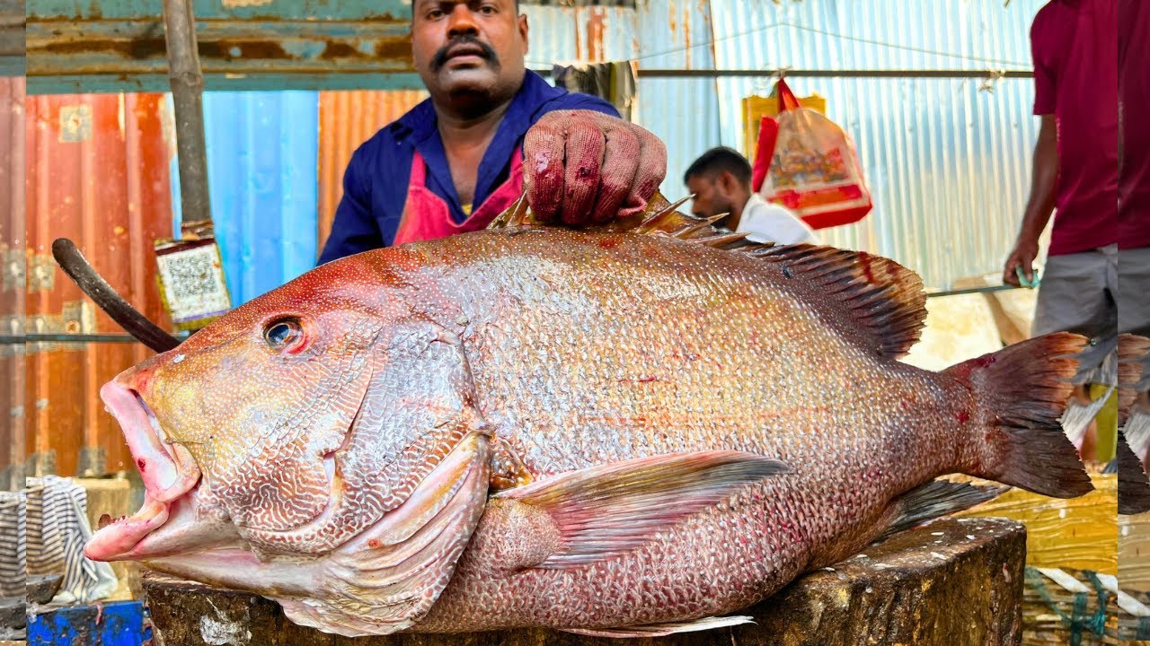 KASIMEDU 🔥 SPEED SELVAM | BIG KORALI FISH CUTTING VIDEO | FF CUTTING 🔪 ...